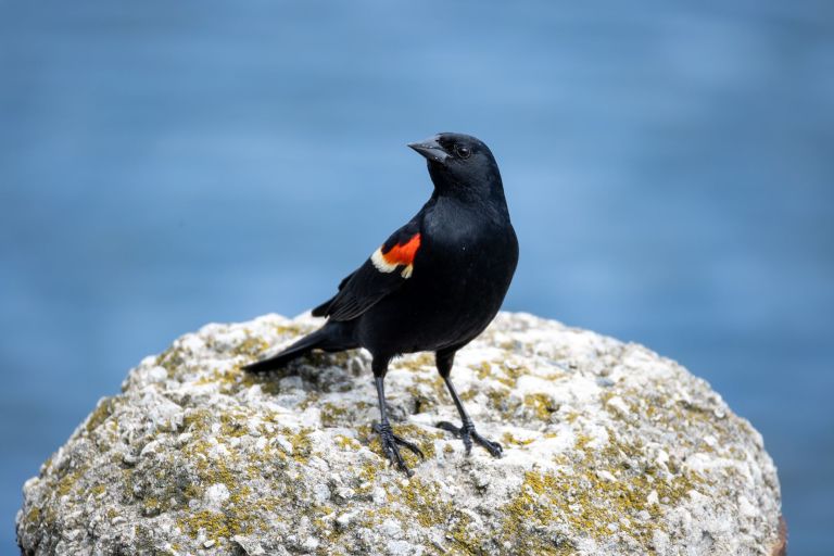 Nests – Haiku a Day